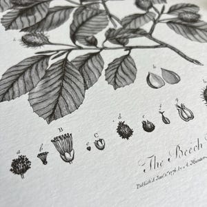 Botanical Illustration Print - Etsy