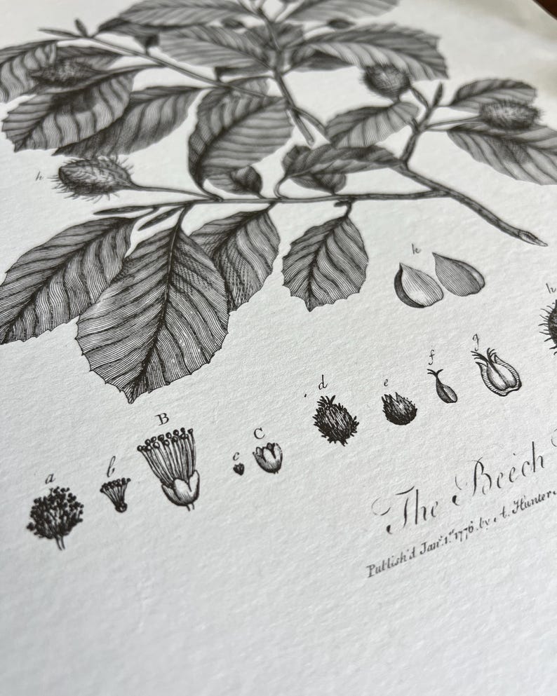 Botanical Illustration Print - Etsy