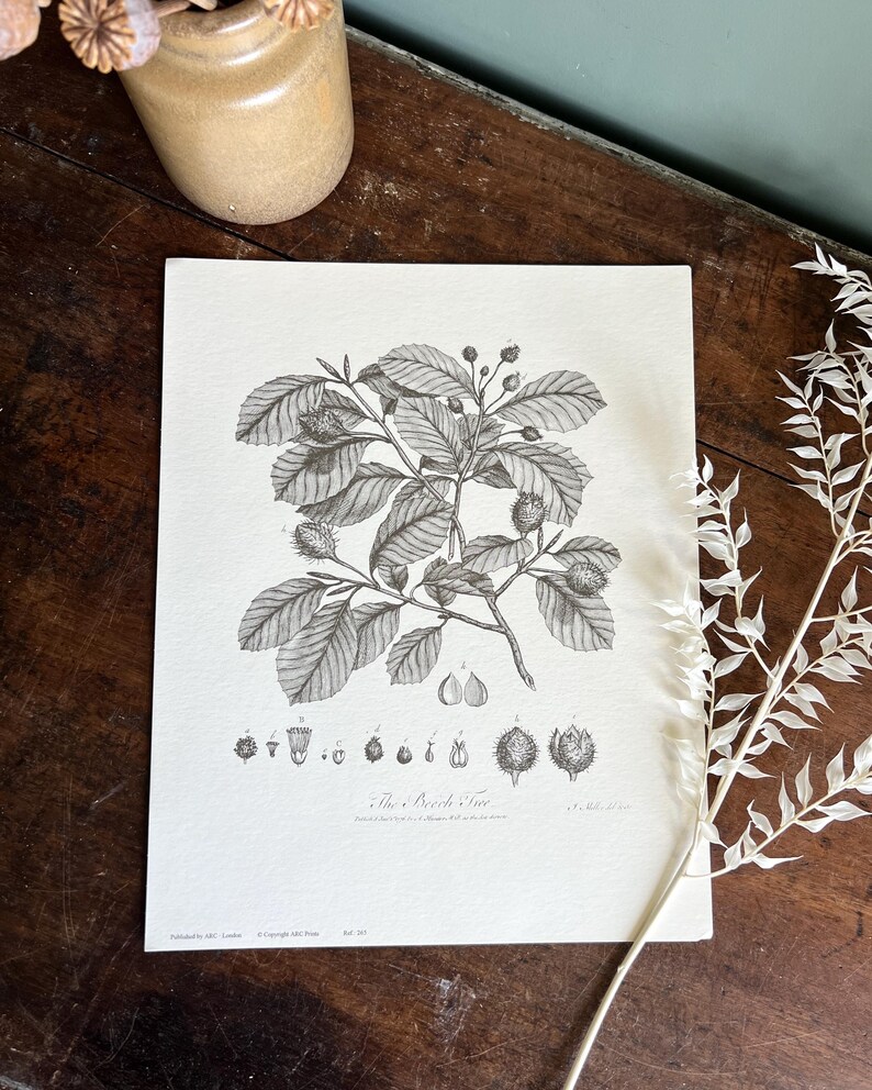 Botanical Illustration Print - Etsy
