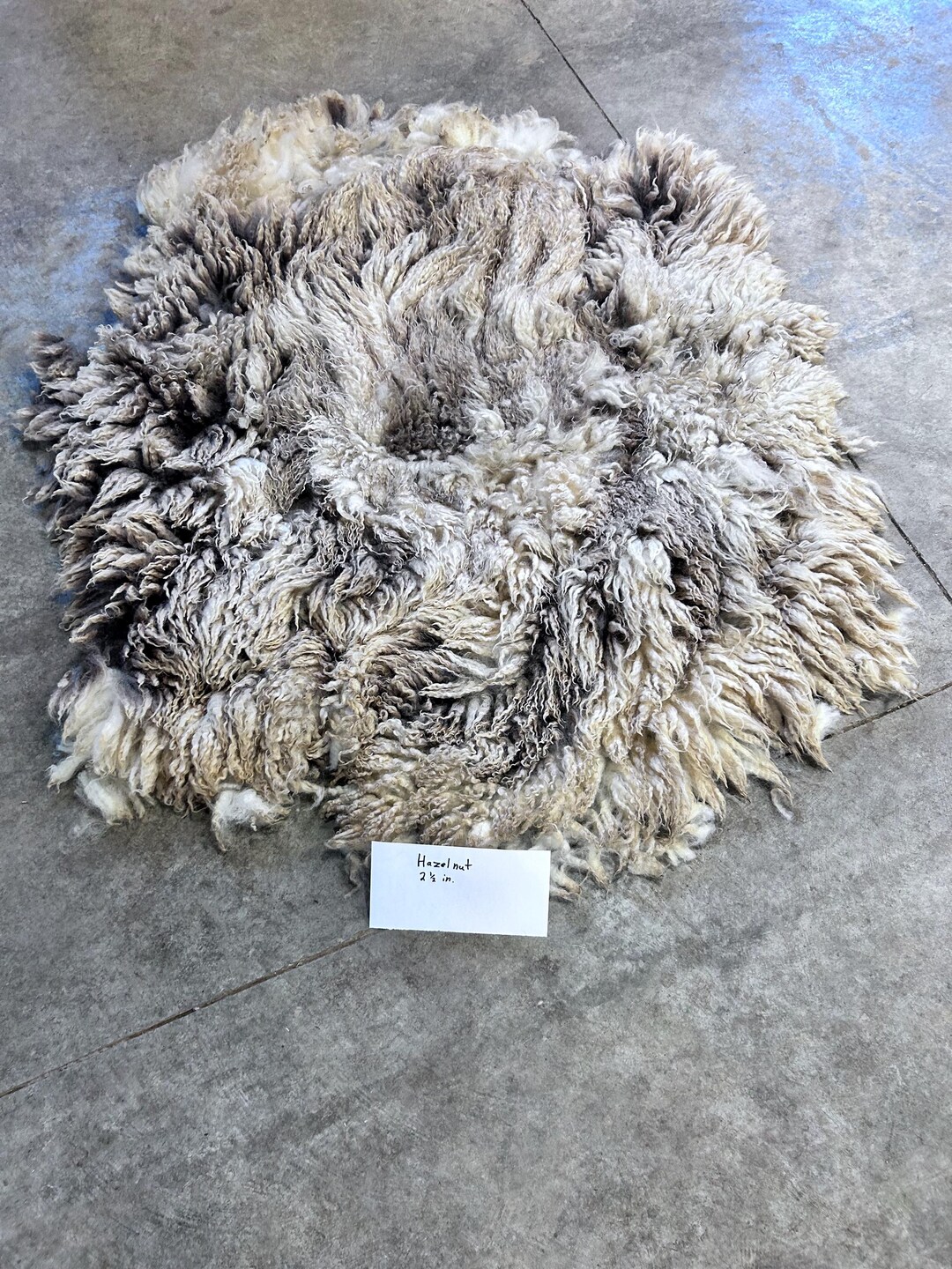 Whole Raw Skirted *lilac* Jacob Sheep Fleece- Hazelnut - Etsy