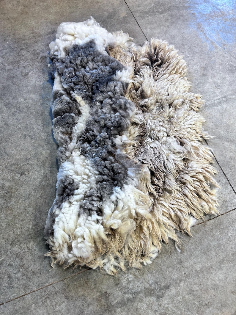 Whole Raw Skirted *lilac* Jacob Sheep Fleece- Hazelnut - Etsy