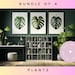 BUNDLE of 4 Monstera Plant Zoom Backgrounds, Zoom Background Office ...