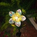 Flower .. Solar Light .. Flower Solar Light .. - Etsy