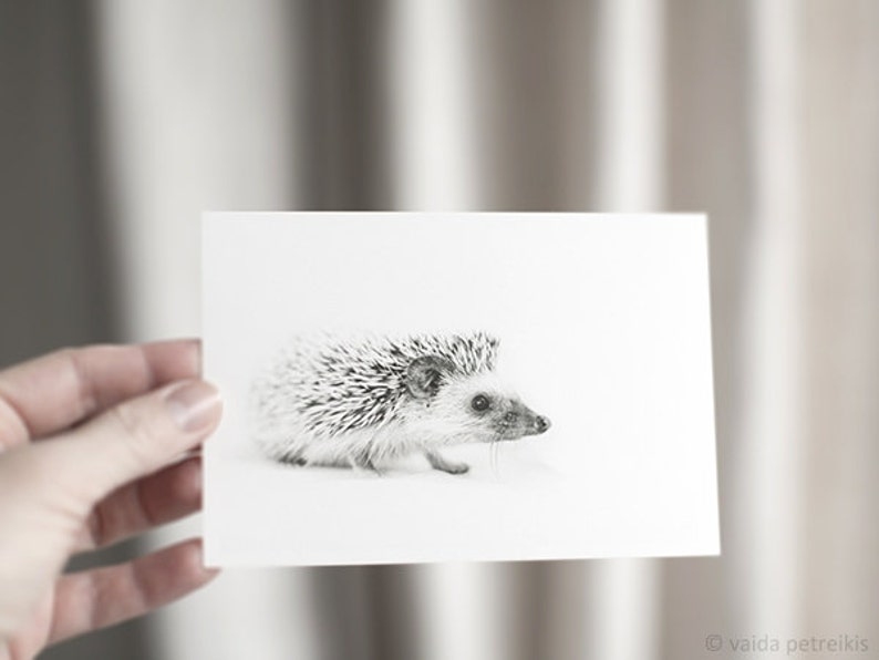 Hedgehog Greeting Card Woodland Animal Postcard Cute - Etsy