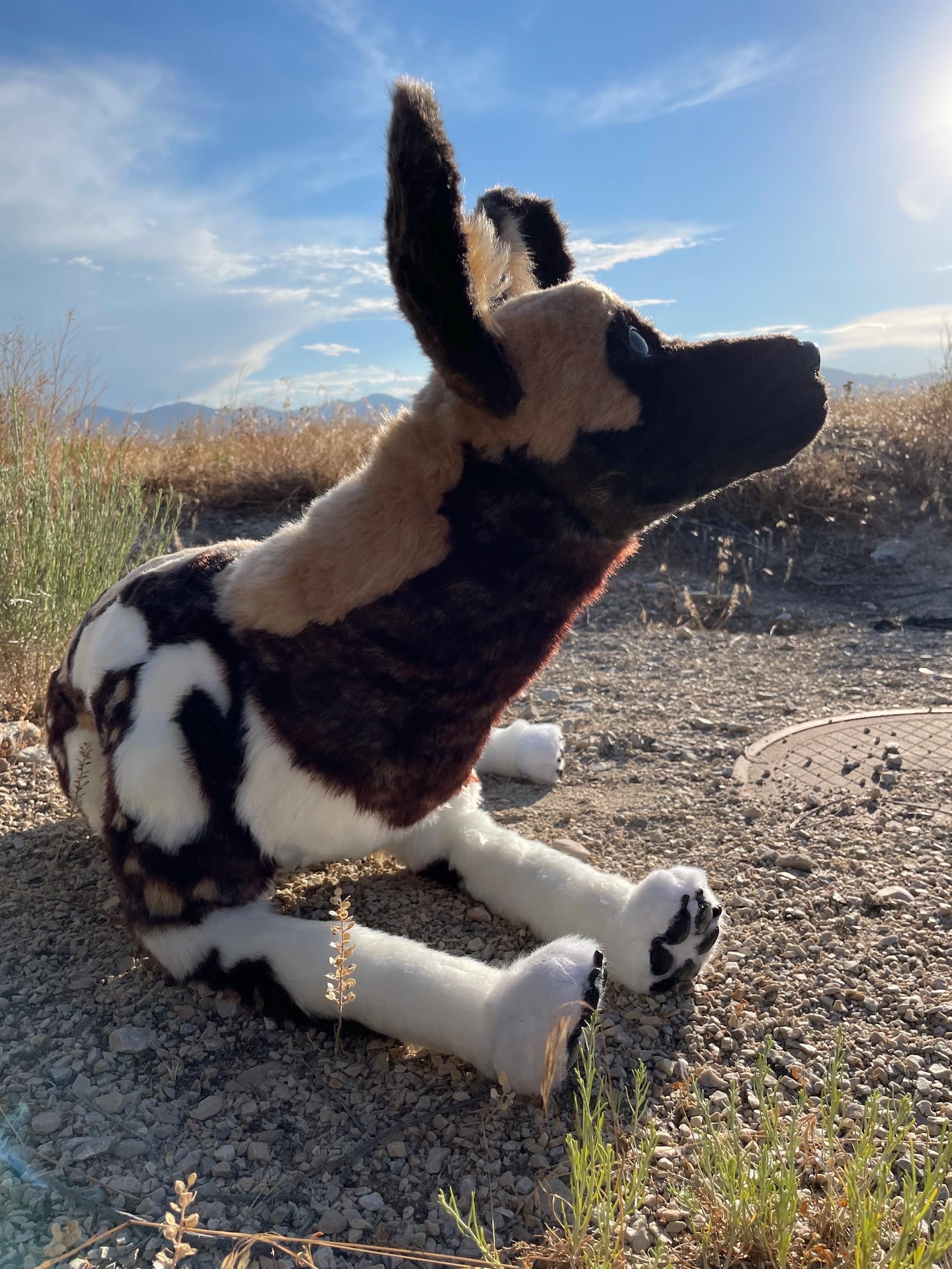 Life Sized African Wild Dog - Etsy