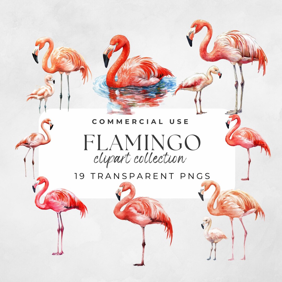 Flamingo Clipart, Tropical Birds, Pink Flamingo Png, Flamingo Designs ...