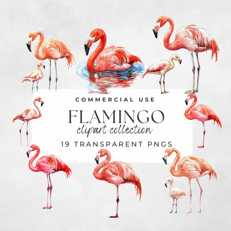 Flamingo Clipart, Tropical Birds, Pink Flamingo Png, Flamingo Designs ...