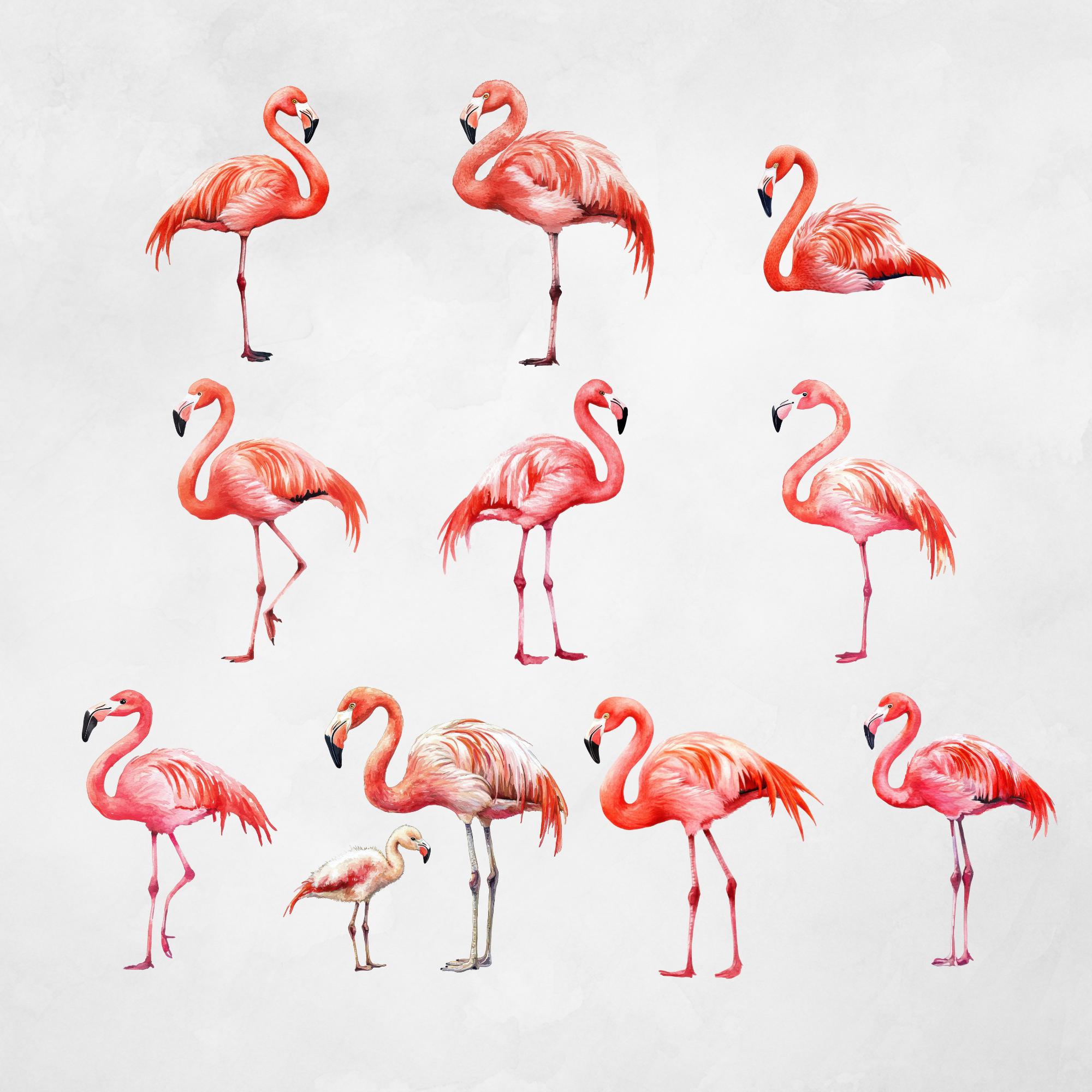 Flamingo Clipart, Tropical Birds, Pink Flamingo Png, Flamingo Designs ...