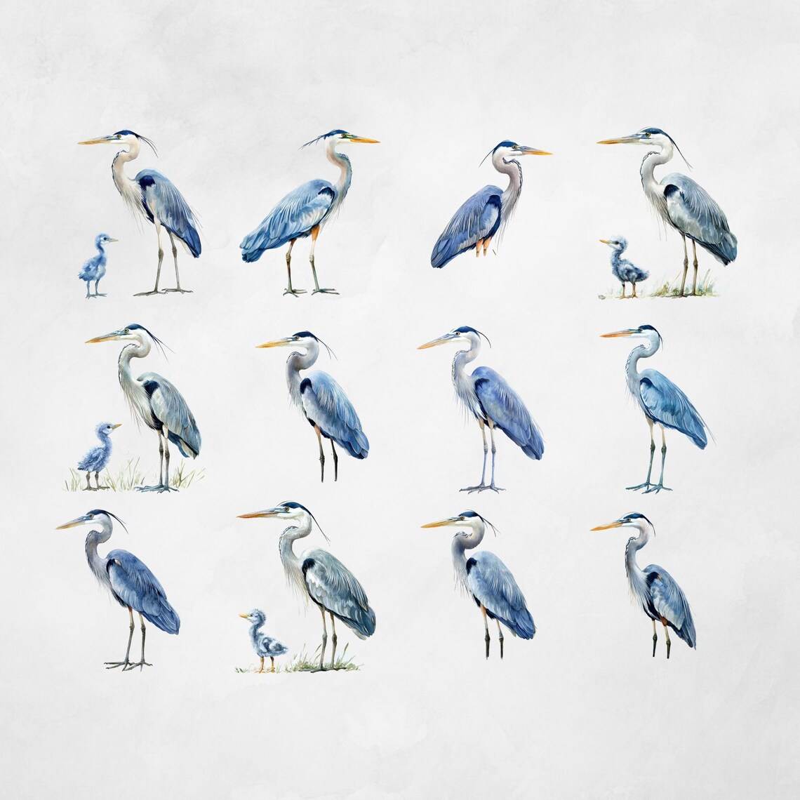 Great Blue Heron Clipart, Heron Bird Svg, Great Blue Heron Png, Bird ...