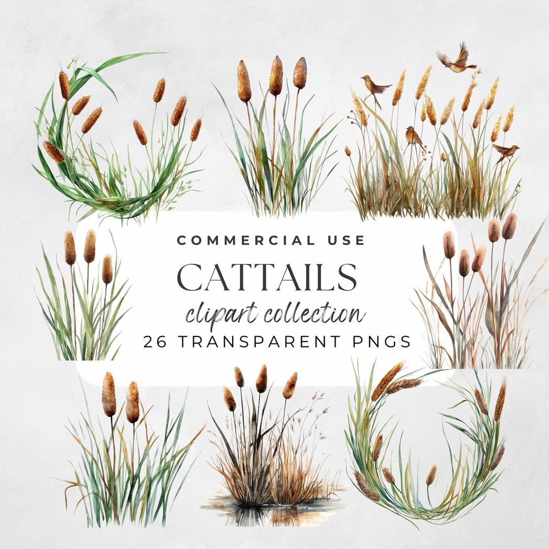 Watercolor Cattail Clipart Bundle, Cattail Reed Grass, Botanical ...
