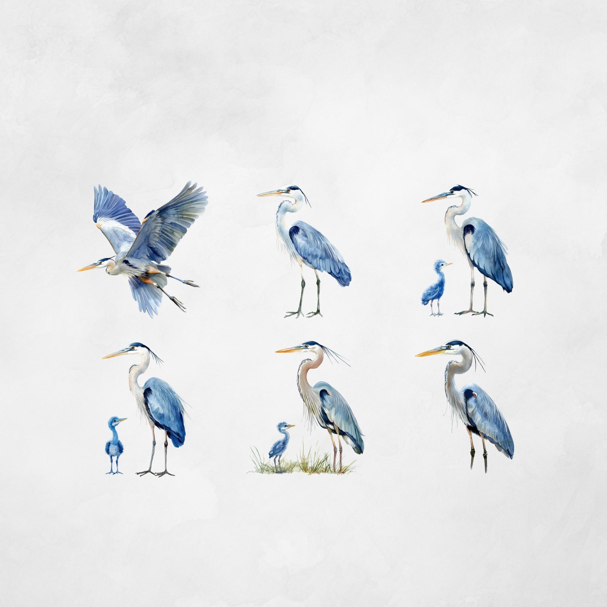 Great Blue Heron Clipart, Heron Bird Svg, Great Blue Heron Png, Bird ...