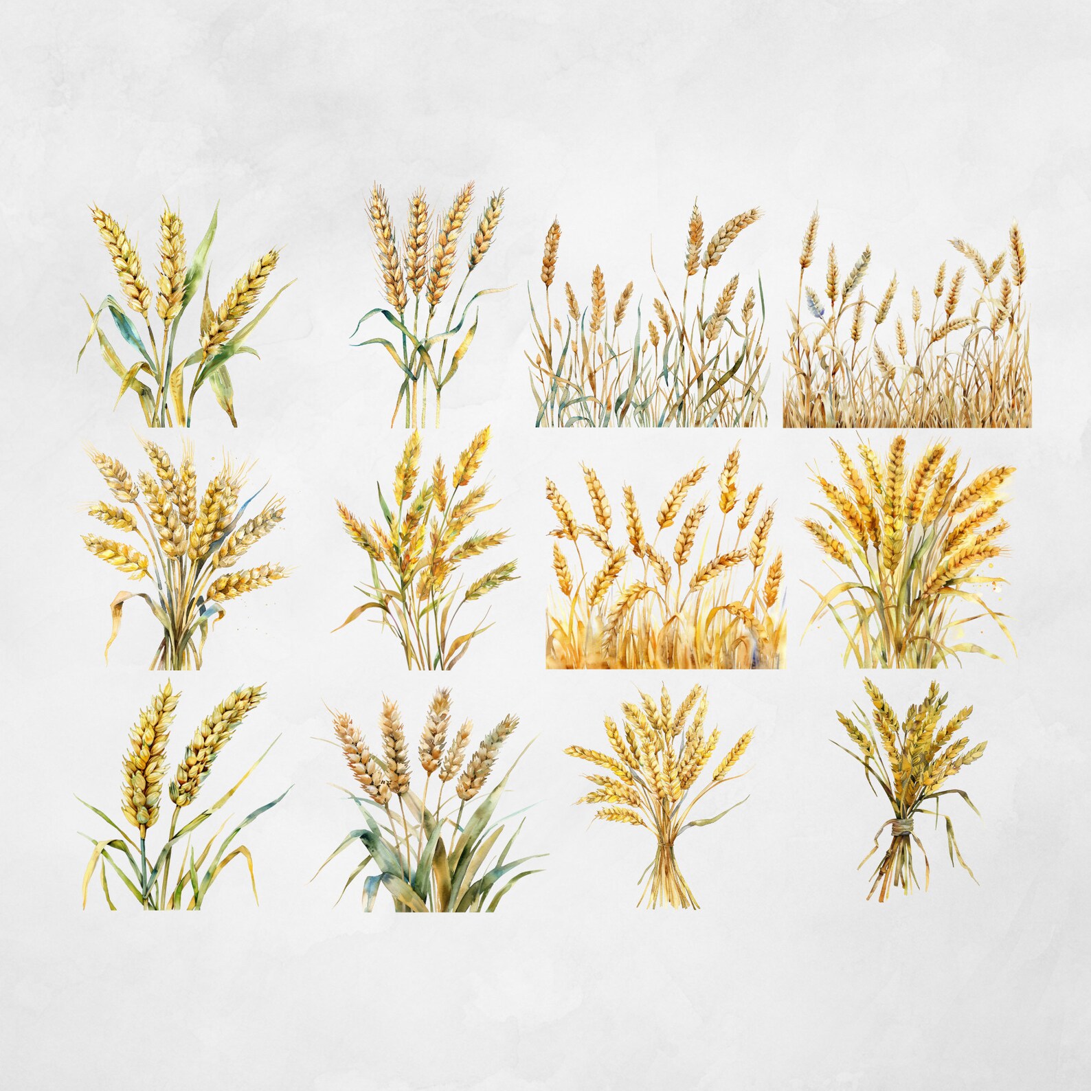 Wheat Field Png, Wheat Field Clipart, Watercolor Wheat, Wheat Graphics ...
