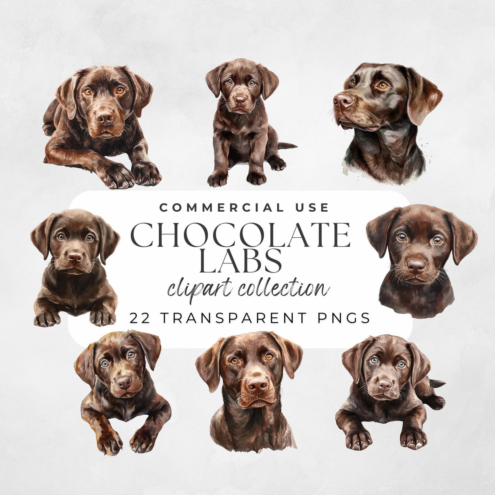 Chocolate Labrador Clipart, Retriever Clipart, Watercolor Chocolate ...