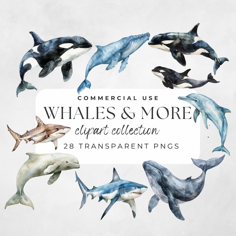 Whale Clipart, Watercolor Whale, Sea Animal PNG, Whale Clip Art, Whale ...