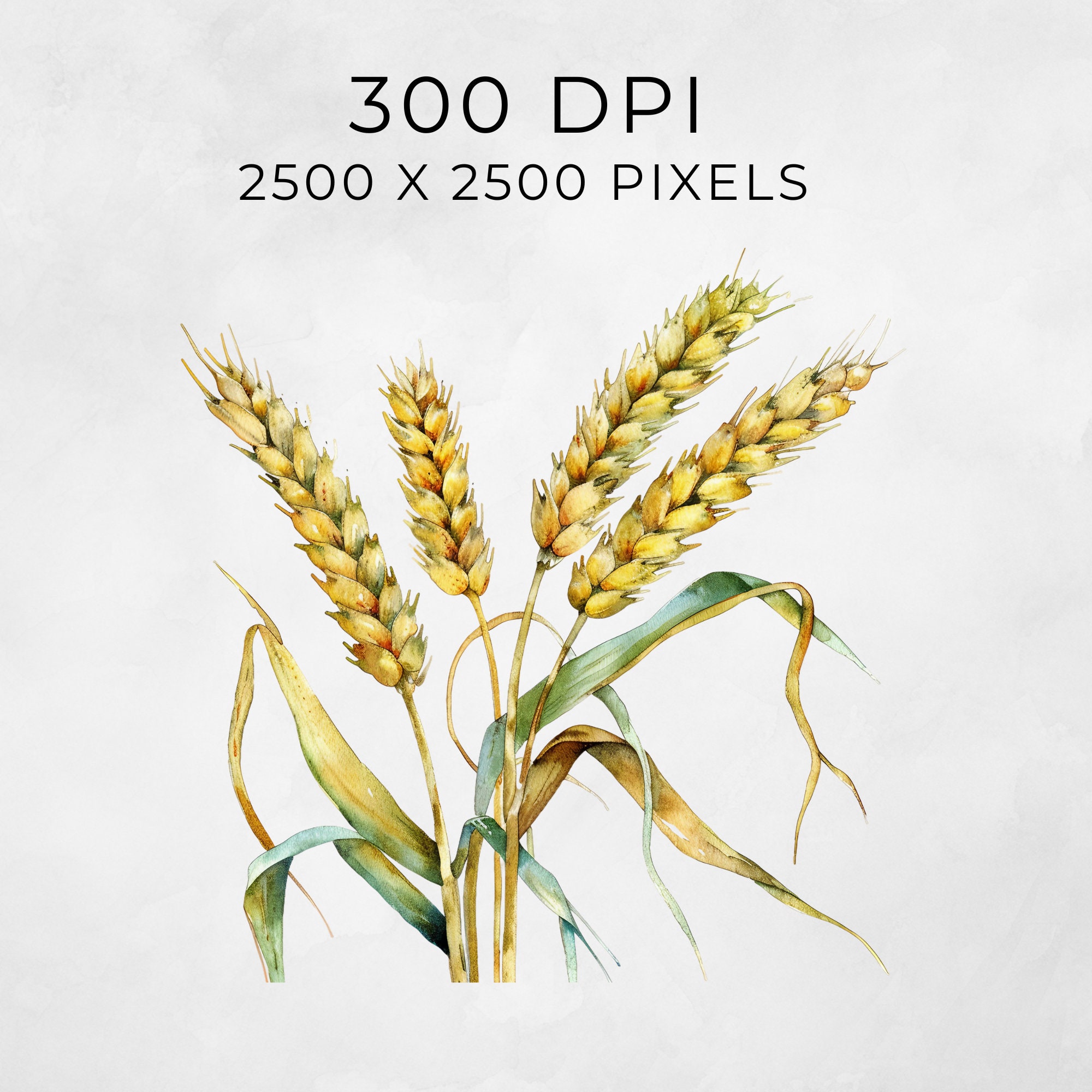 Wheat Field Png, Wheat Field Clipart, Watercolor Wheat, Wheat Graphics ...