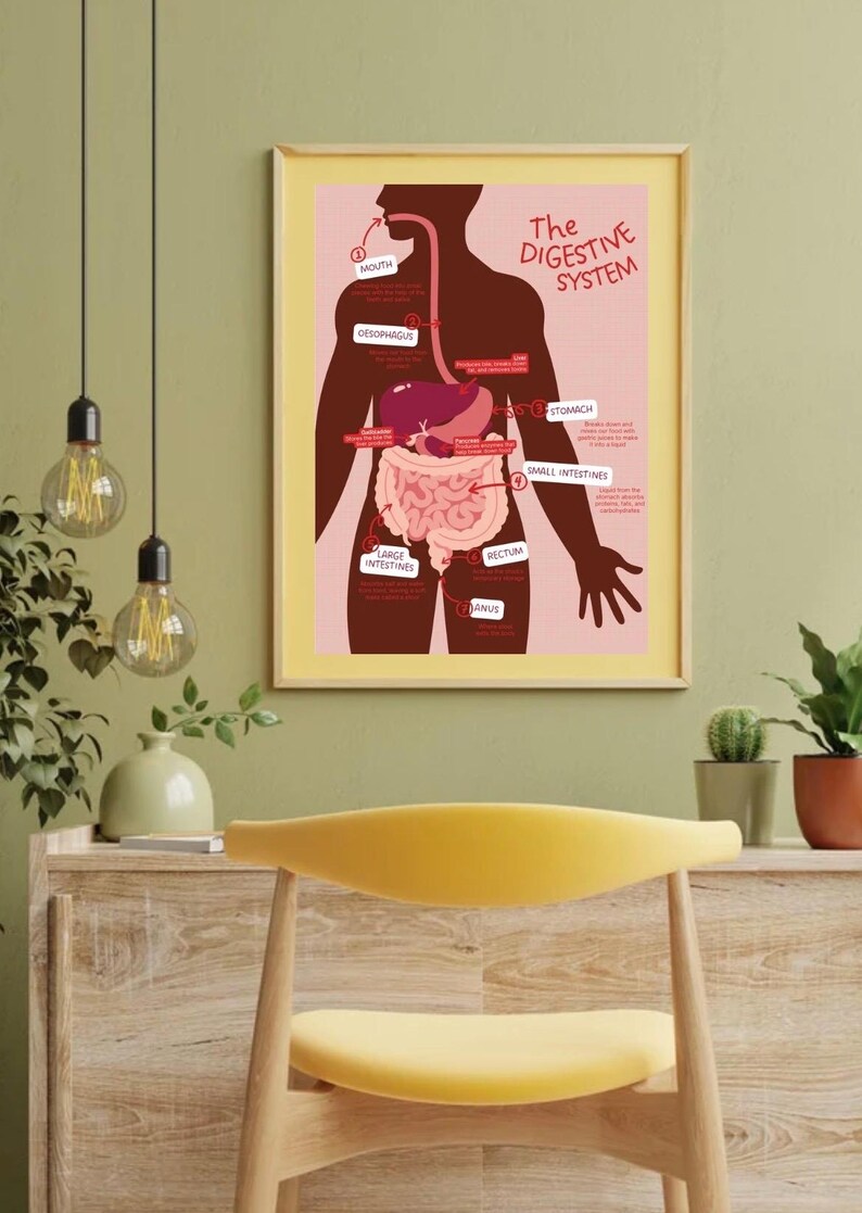 Digestive System Poster | Anatomy Poster | Health Education | Teacher ...