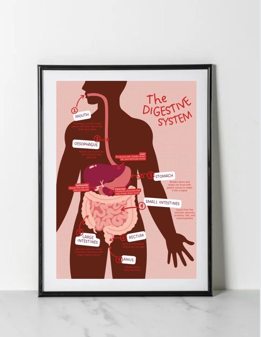 Digestive System Poster | Anatomy Poster | Health Education | Teacher ...