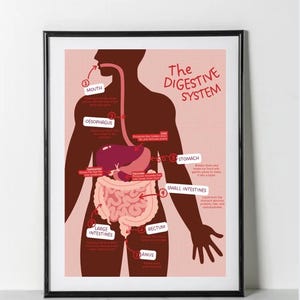 Digestive System Poster | Anatomy Poster | Health Education | Teacher Classroom | School ...