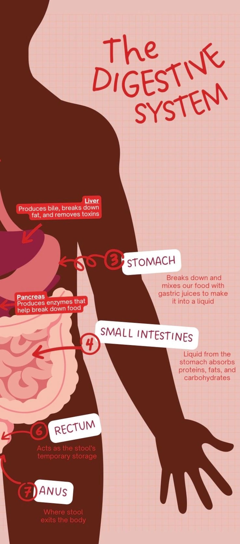 Digestive System Poster | Anatomy Poster | Health Education | Teacher ...