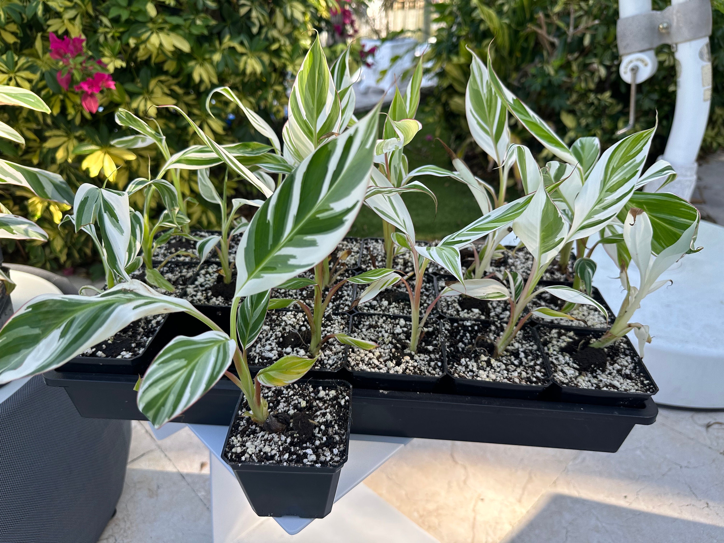 Musa Florida Variegated Banana Plants Small - Etsy