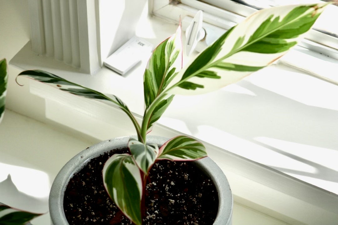 Musa Florida Variegated Banana Plants Small - Etsy