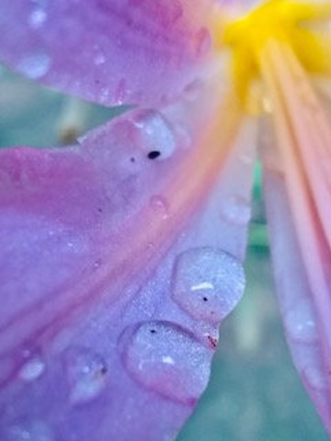 Spring Flower After Rain, Spring, Digital Photo, Photography, Flowers ...