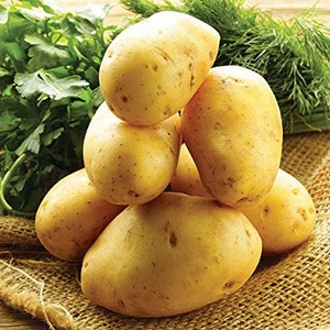 Simply Seed™ - 3LB German Butterball Potato Seed - Non GMO - Naturally ...