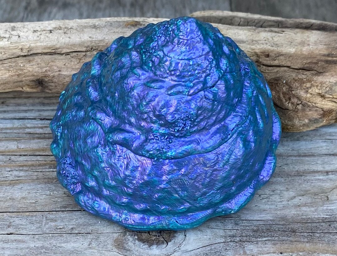 Medium California Wavy Turban Shell Painted Blue - Etsy