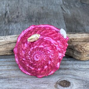 Beautiful Painted Medium Size California Wavy Turban Snail Shell - Etsy