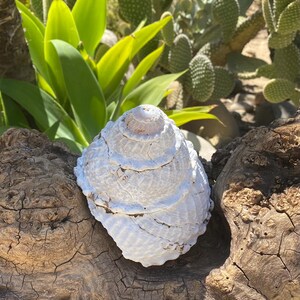 Large Beautiful California Turban Snail Shell...bleached From the Sun ...