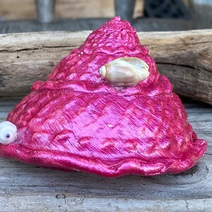 Beautiful Painted Medium Size California Wavy Turban Snail Shell - Etsy