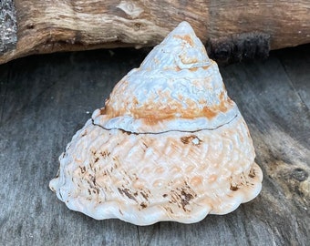 Unique Wavy Turban Snail Shell From California - Etsy