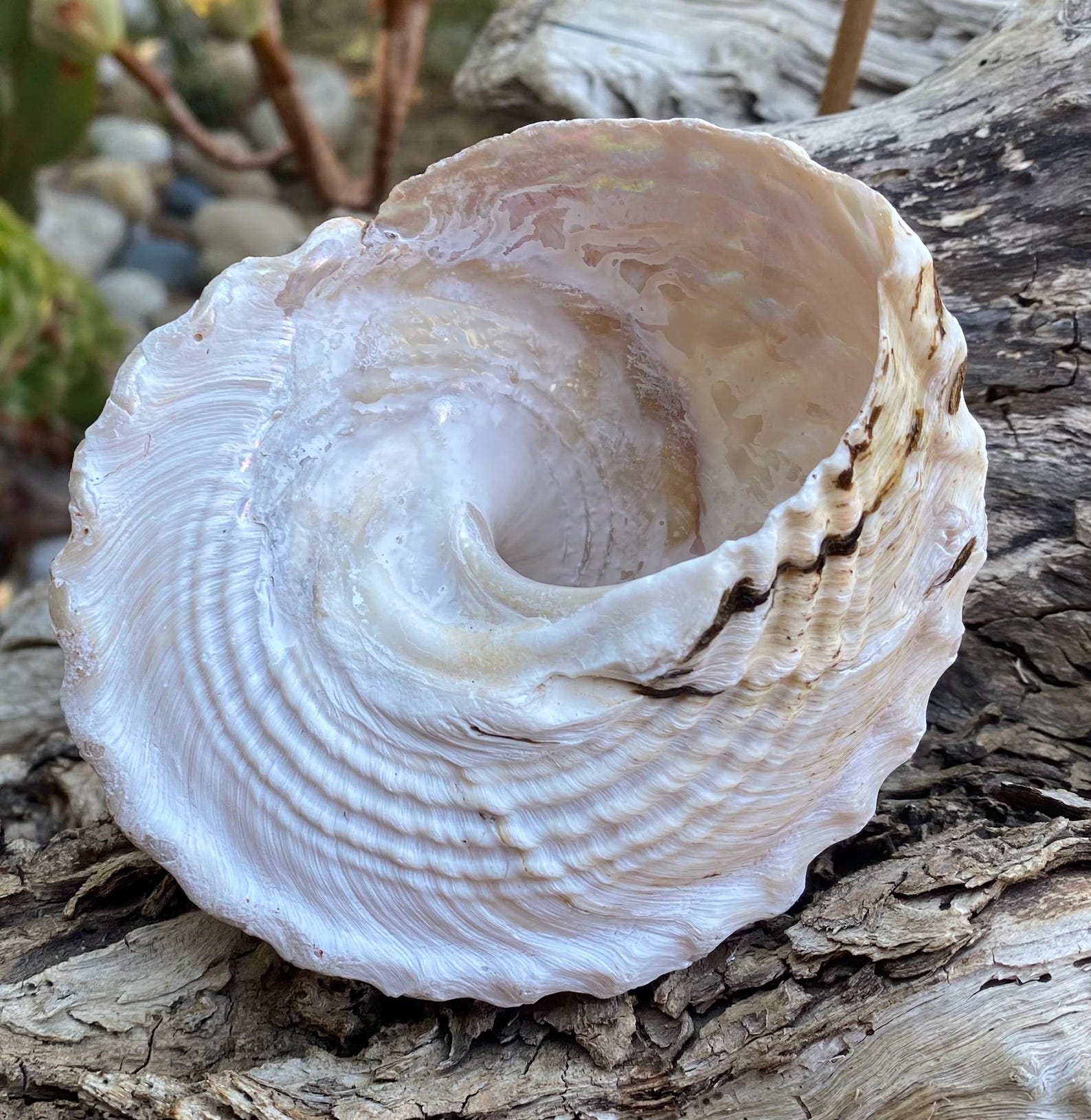 Large Beautiful California Turban Snail Shell...bleached From the Sun ...