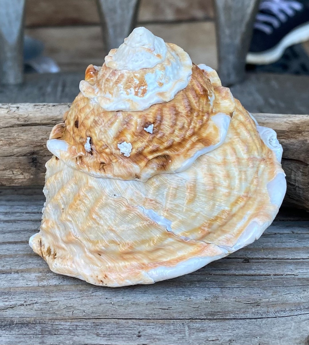 Beautiful Medium Size Natural California Turban Wavy Snail Shell - Etsy