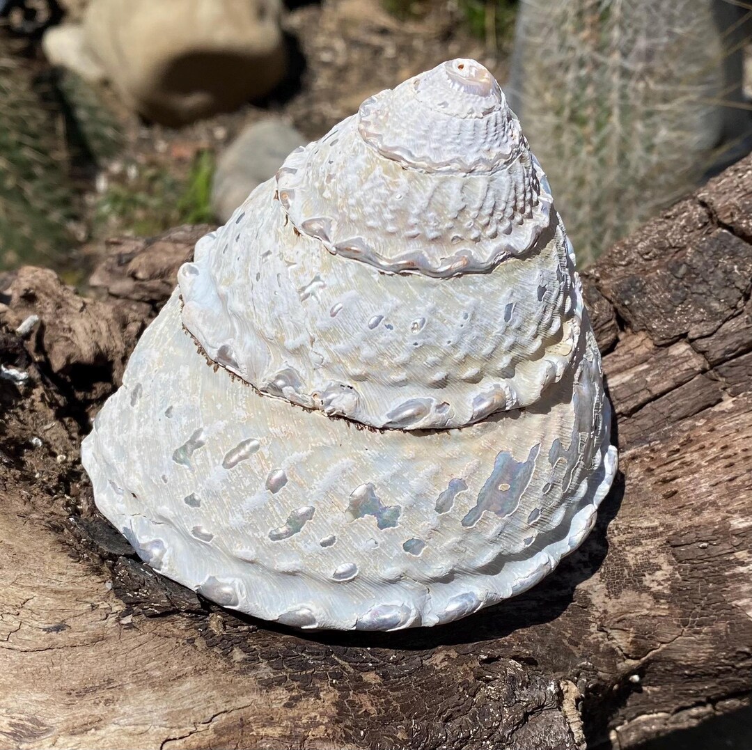 Large Beautiful California Turban Snail Shell...bleached From the Sun ...