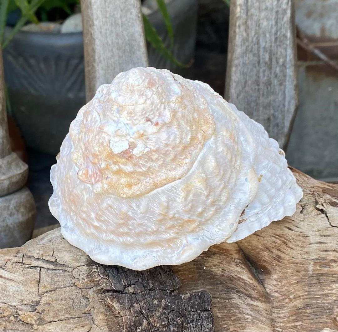 Large Beautiful California Turban Snail Shell...bleached From - Etsy