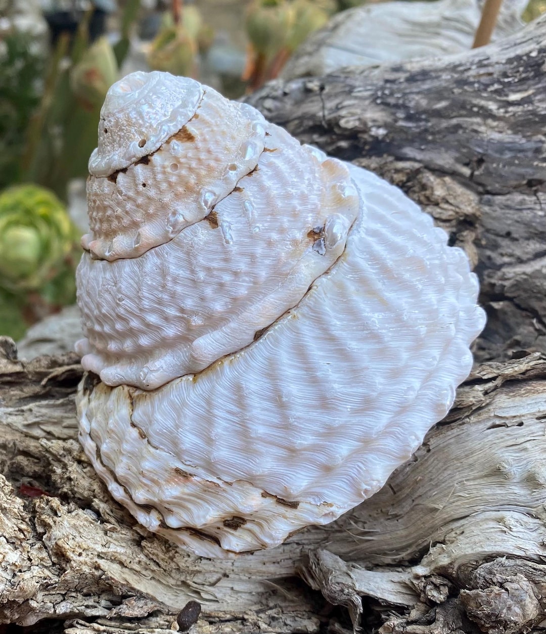 Large Beautiful California Turban Snail Shell...bleached From the Sun ...