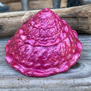 Beautiful Painted Medium Size California Wavy Turban Snail Shell - Etsy
