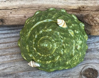Unique Wavy Turban Snail Shell From California - Etsy