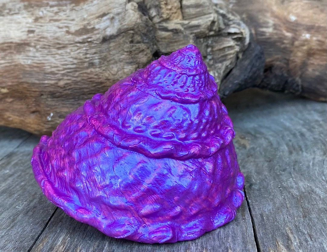 Large Painted California Wavy Turban Snail Shell - Etsy