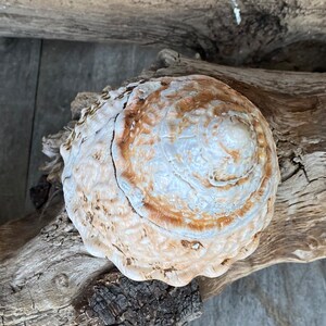 Beautiful Medium Natural California Wavy Turban Snail Shell - Etsy