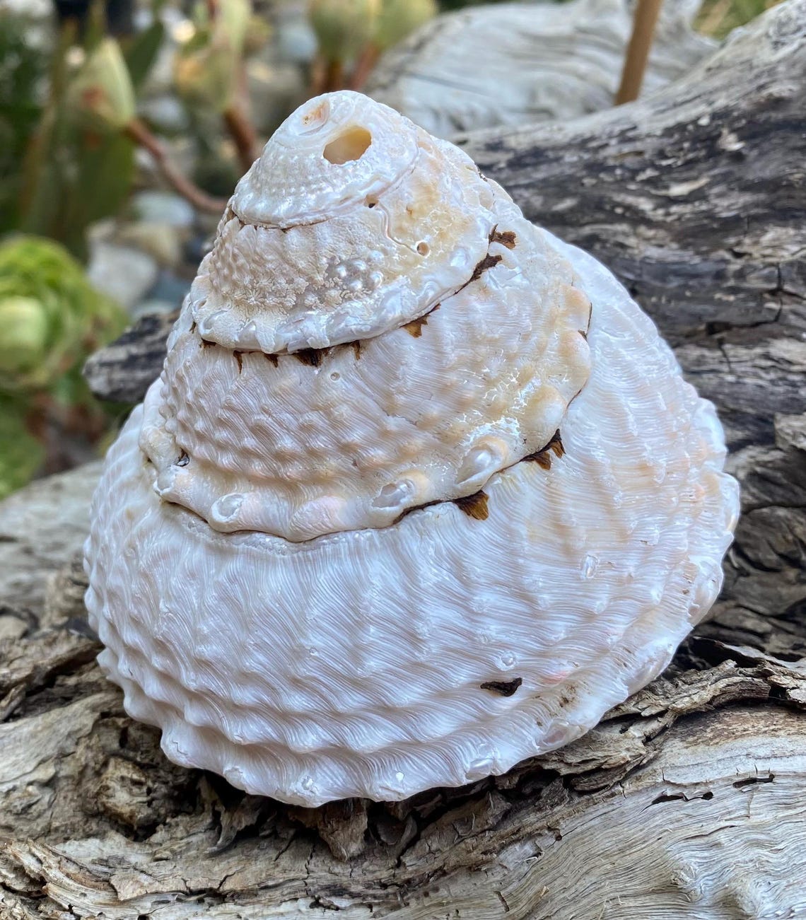 Large Beautiful California Turban Snail Shell...bleached From the Sun ...