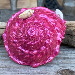 Beautiful Painted Medium Size California Wavy Turban Snail Shell - Etsy