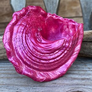 Beautiful Painted Medium Size California Wavy Turban Snail Shell - Etsy