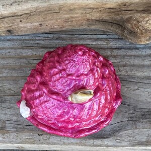 Beautiful Painted Medium Size California Wavy Turban Snail Shell - Etsy