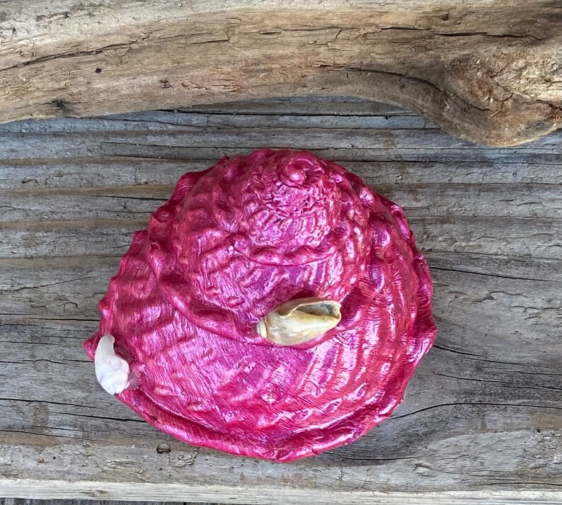 Beautiful Painted Medium Size California Wavy Turban Snail Shell - Etsy