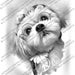 Digital Download Coloring Pages / Lhasa Apso Adult Coloring Pages ...