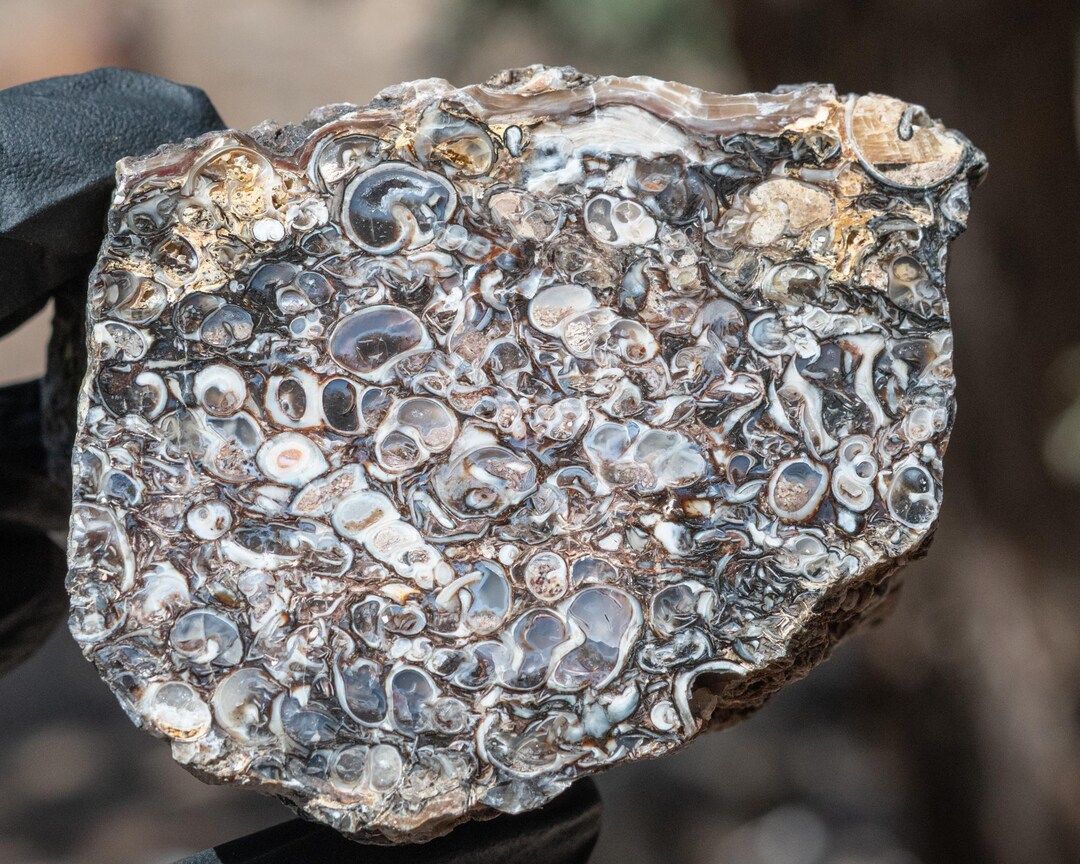 Blue Turritella Agate Fossil (marine Cone Snail), Polished Display ...