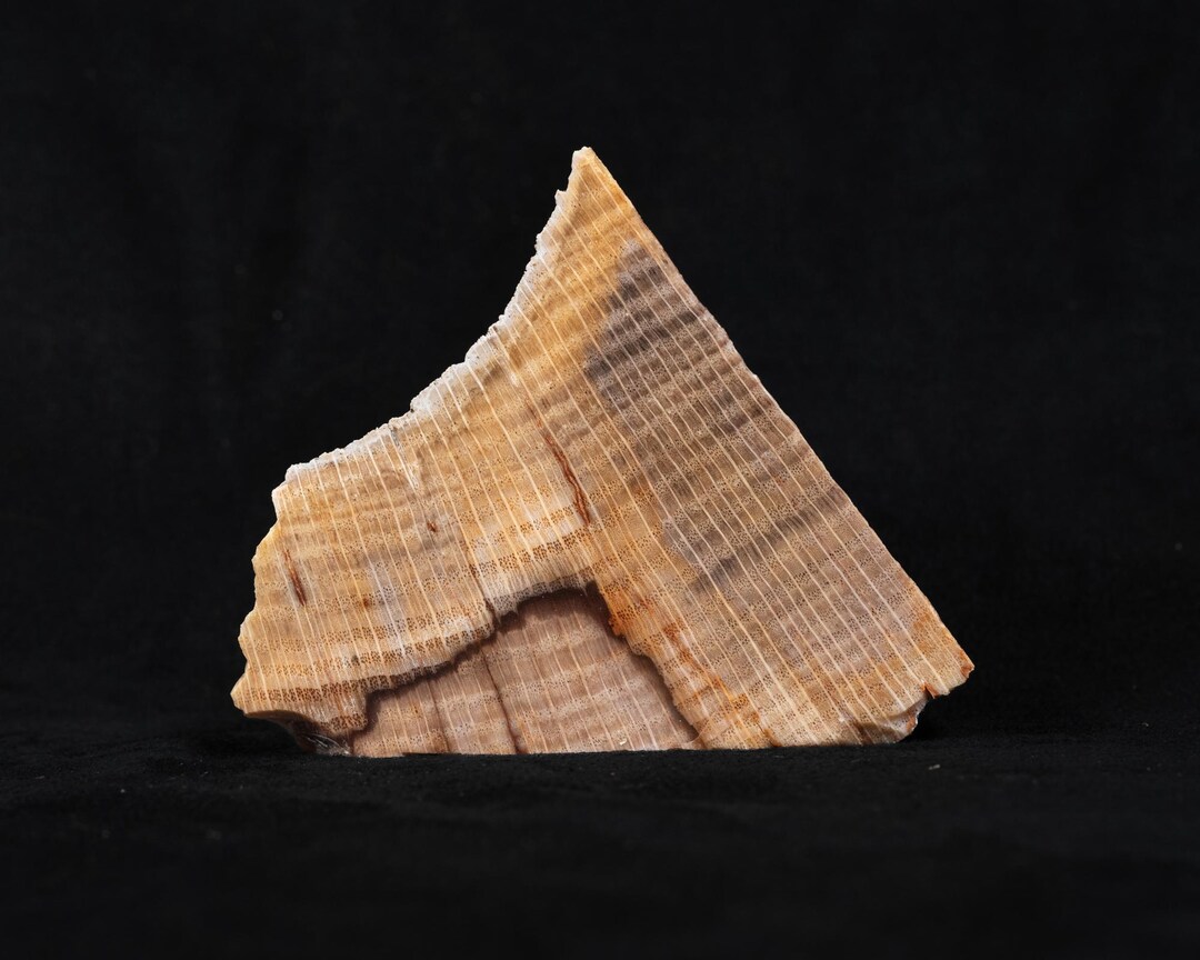 Petrified Oak Wood, Free Standing, Preserved Cell Structure, Polished ...