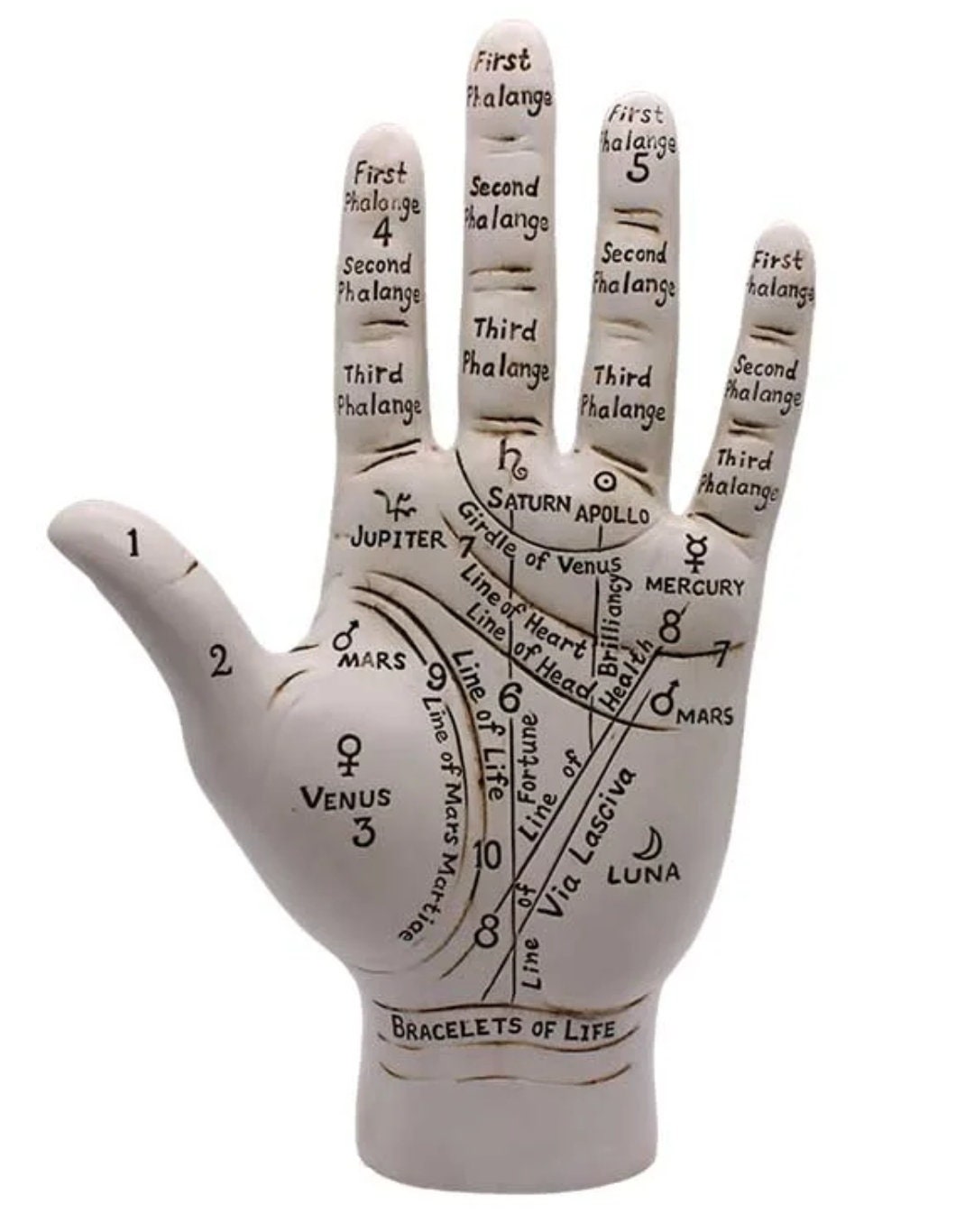 9 1/2 Palmistry Hand - Etsy